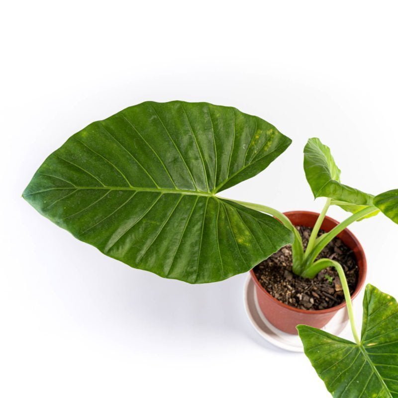 Manto de Eva: Cuidados, Cultivo y Secretos de la Kalanchoe ...